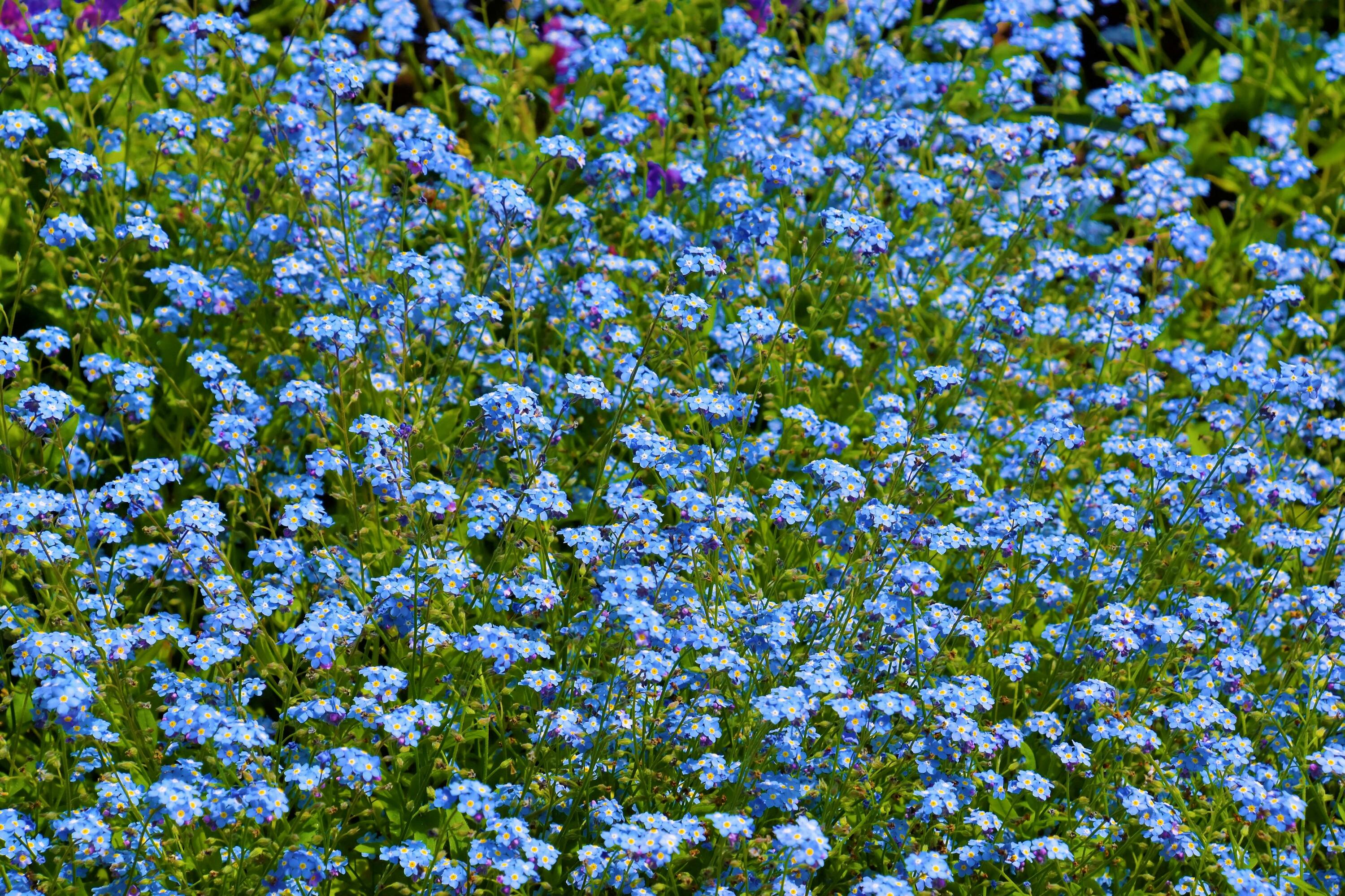 forget me notts