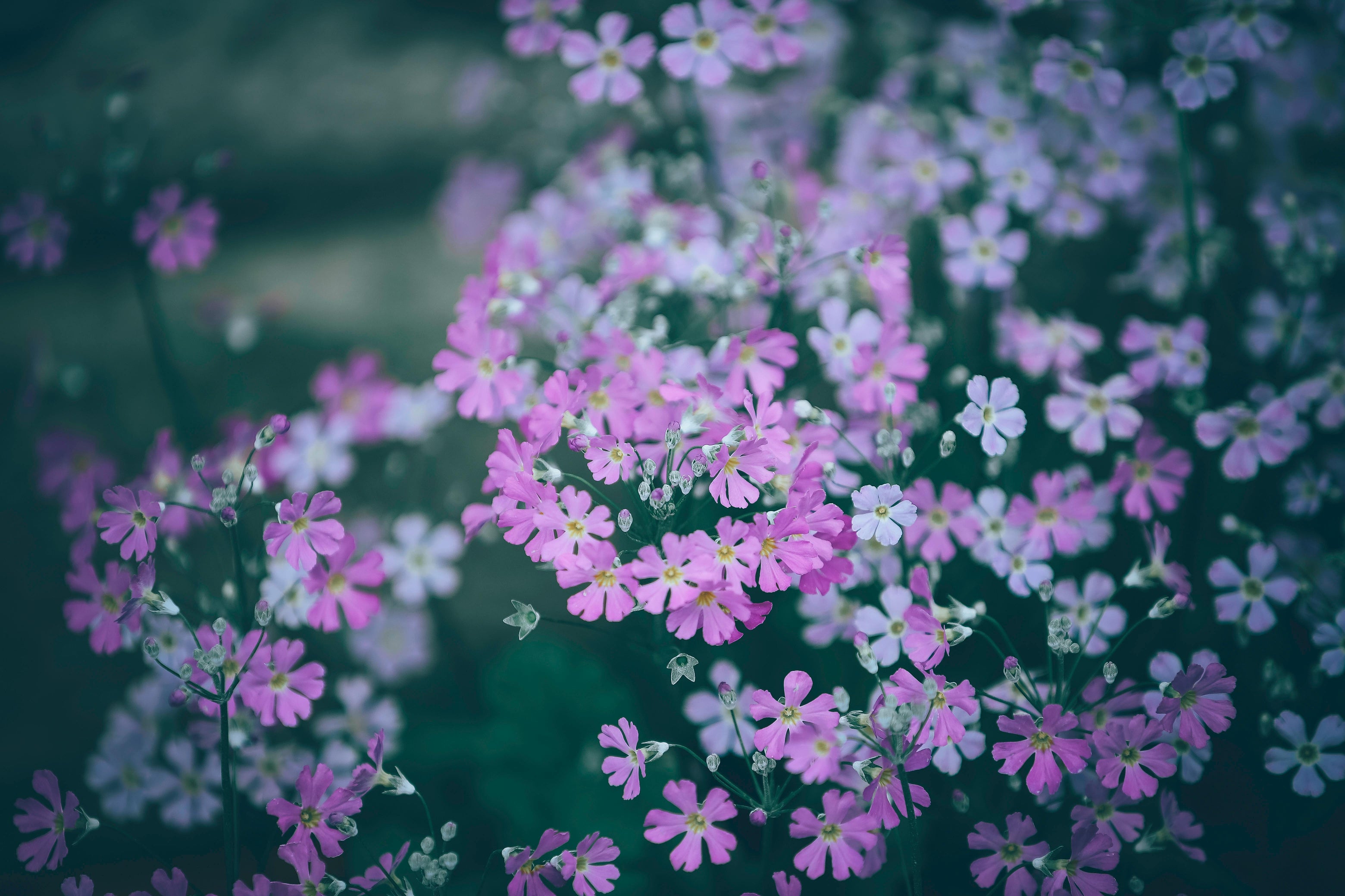 night flowering catchfly