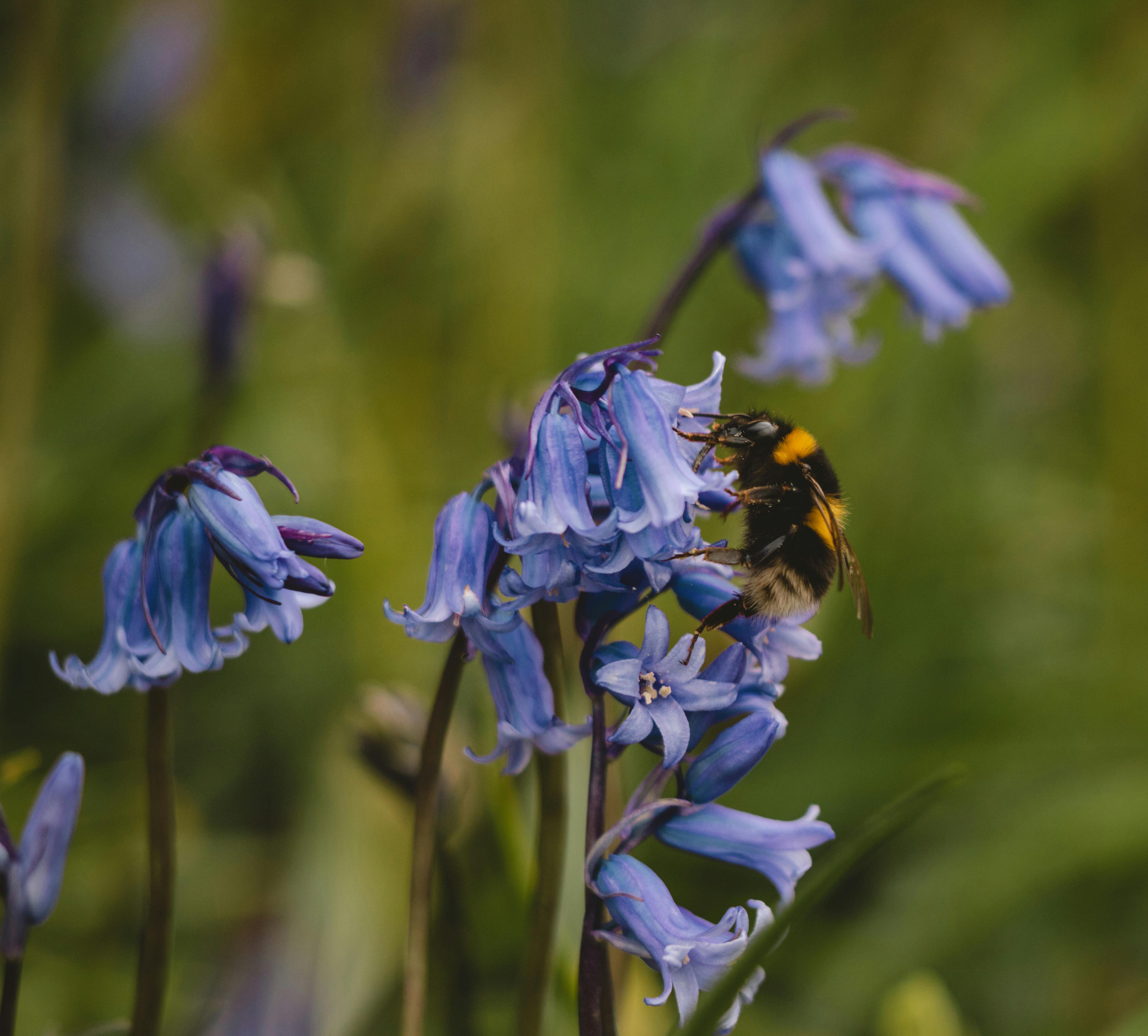How to Plant Bluebell Seeds: A Guide to Growing These Enchanting Woodl ...