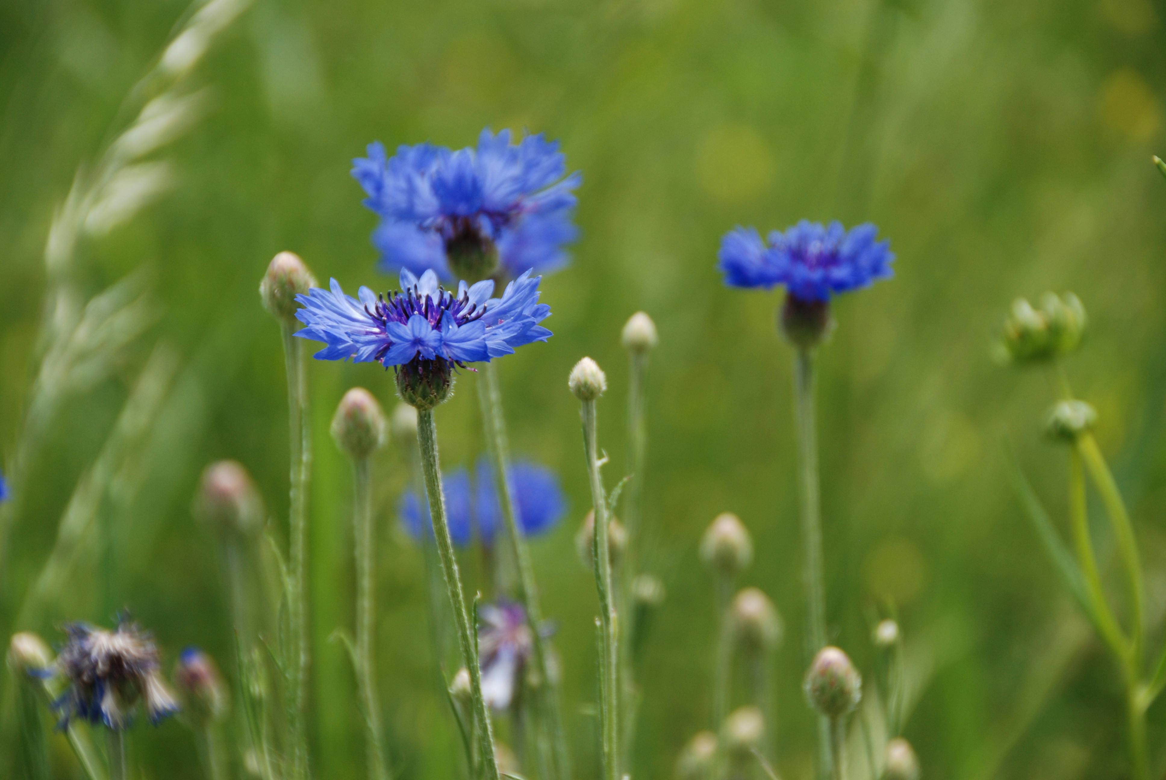 How to Plant Cornflowers: A Guide to Growing Vibrant Blooms in Your Ga ...