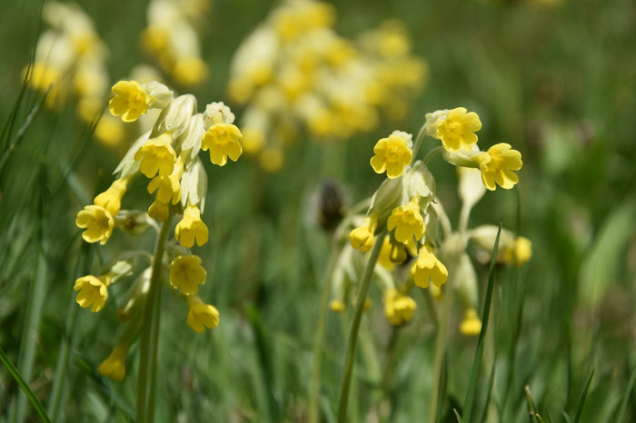 How to Plant and Grow Cowslip for a Vibrant, Fragrant Garden – Seed ...