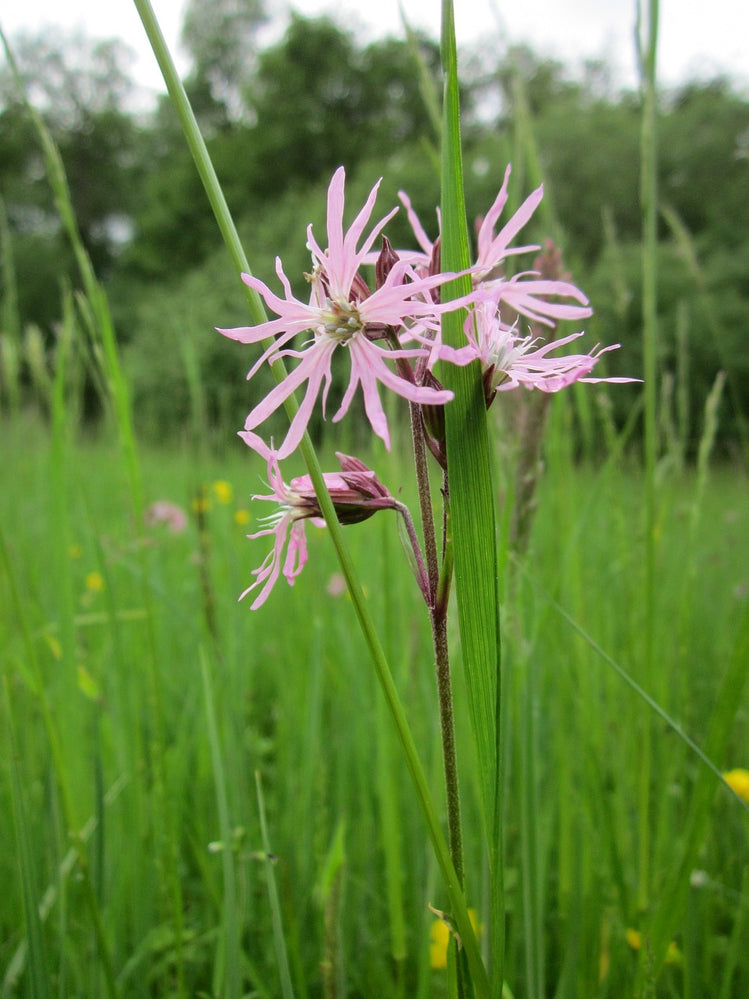 How to Plant and Grow Ragged Robin: The Ultimate Handbook for Wildflow ...