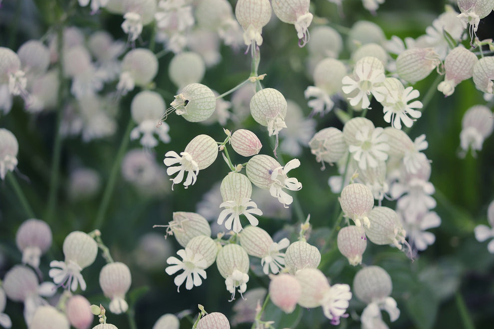 Bladder Campion Meadow Seed – Seed Revolution