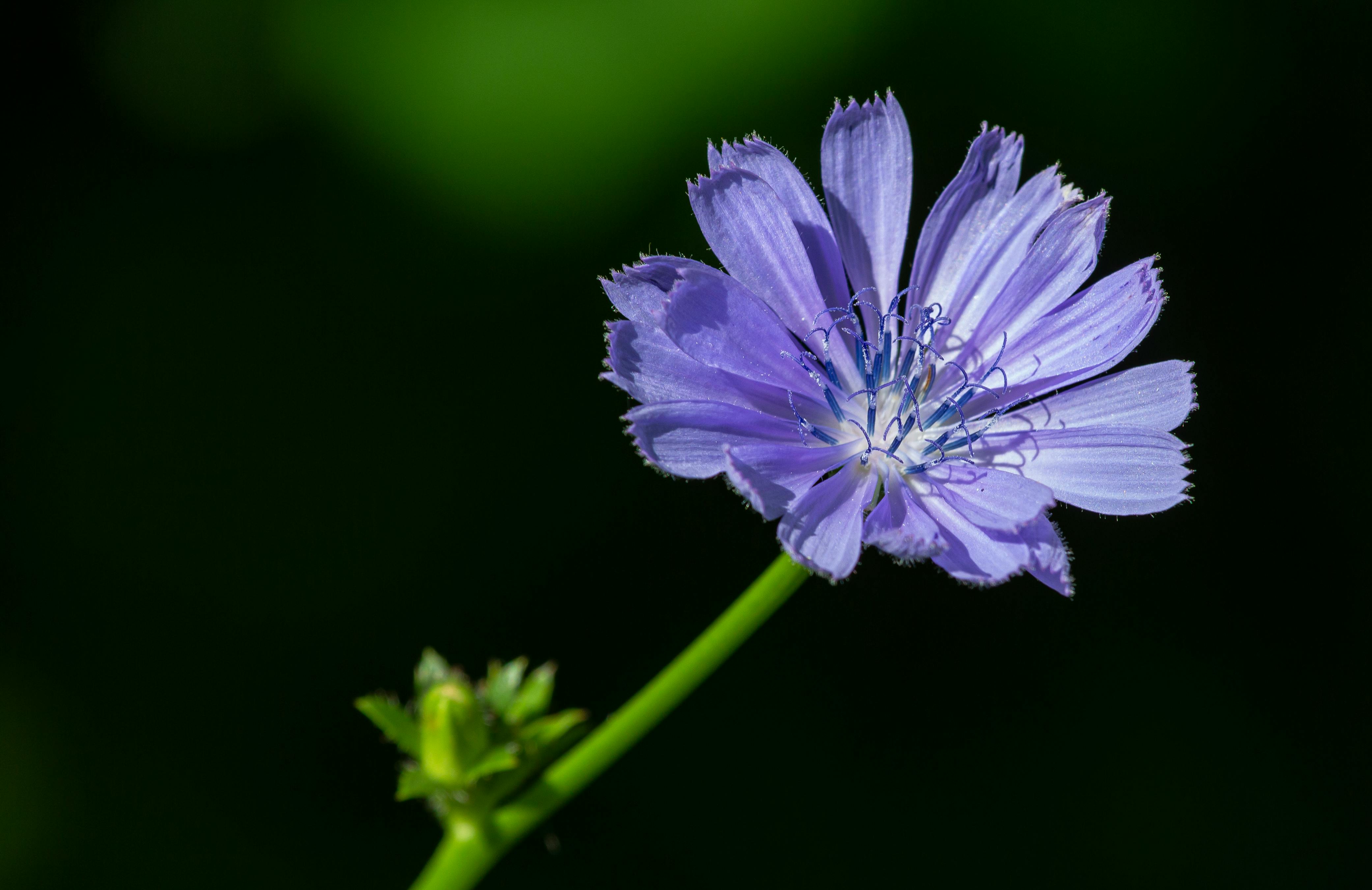 Chicory Native Seed – Seed Revolution