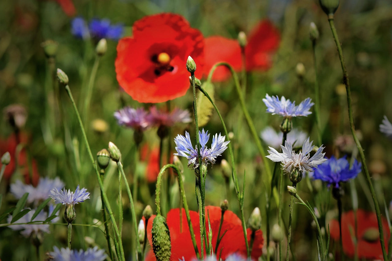 Classic Cornflower 100% Wild Flower Mix – Seed Revolution