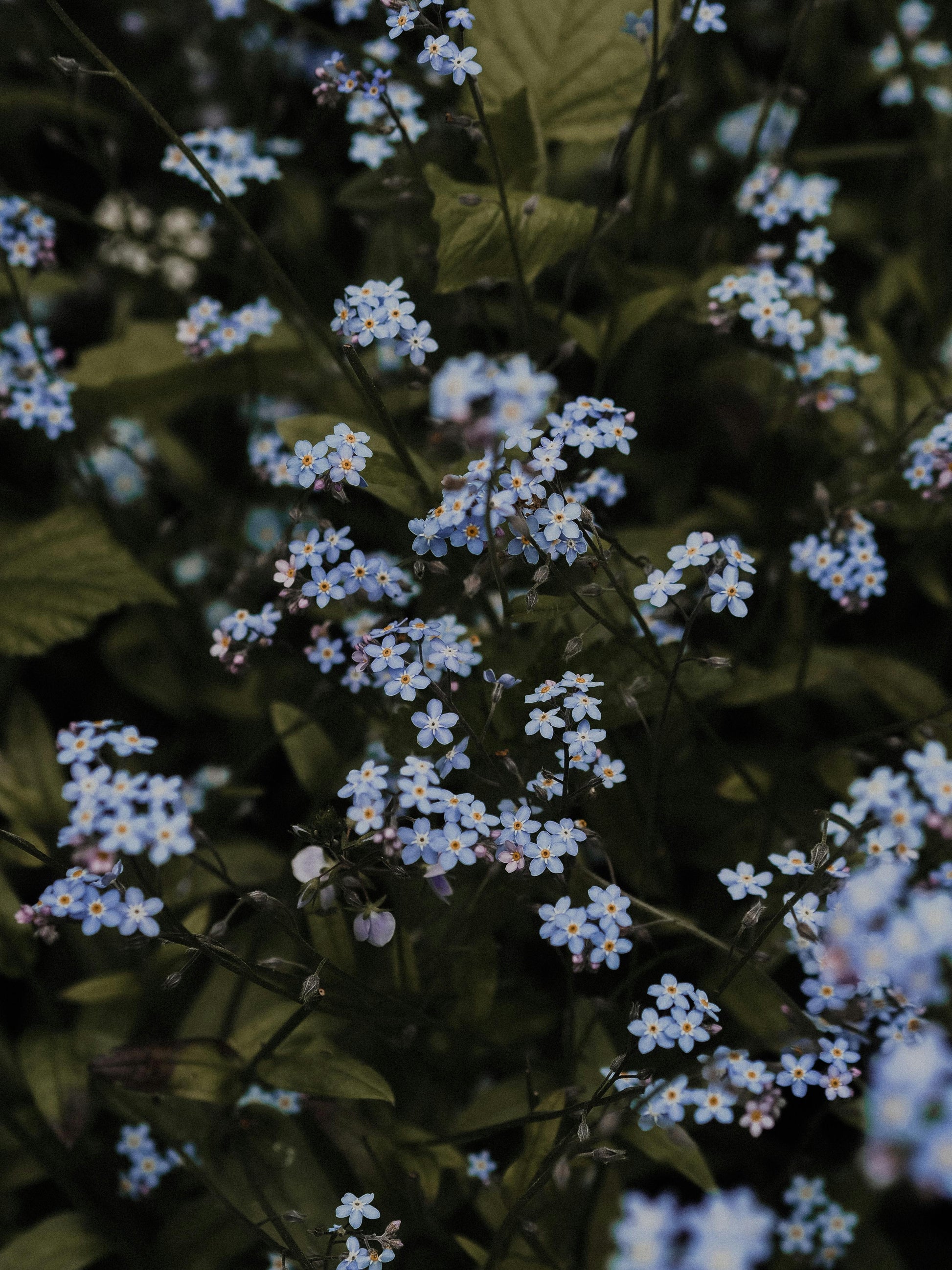 Forget Me Not Native Seed Mix – Seed Revolution