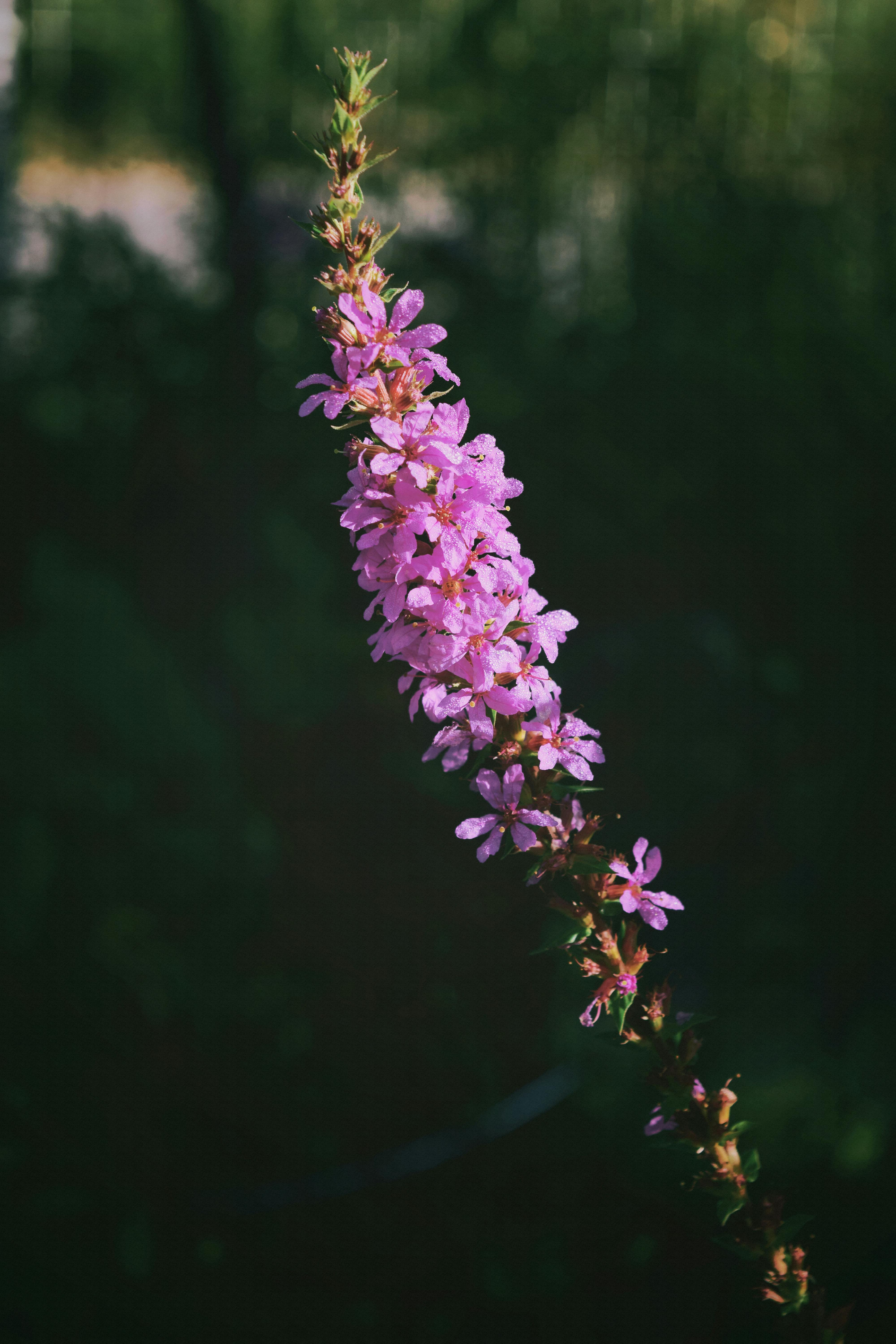 Purple Loosestrife Native Seed – Seed Revolution