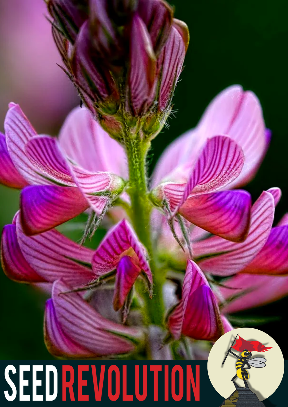 Sainfoin Native Wildflower Seeds – Seed Revolution