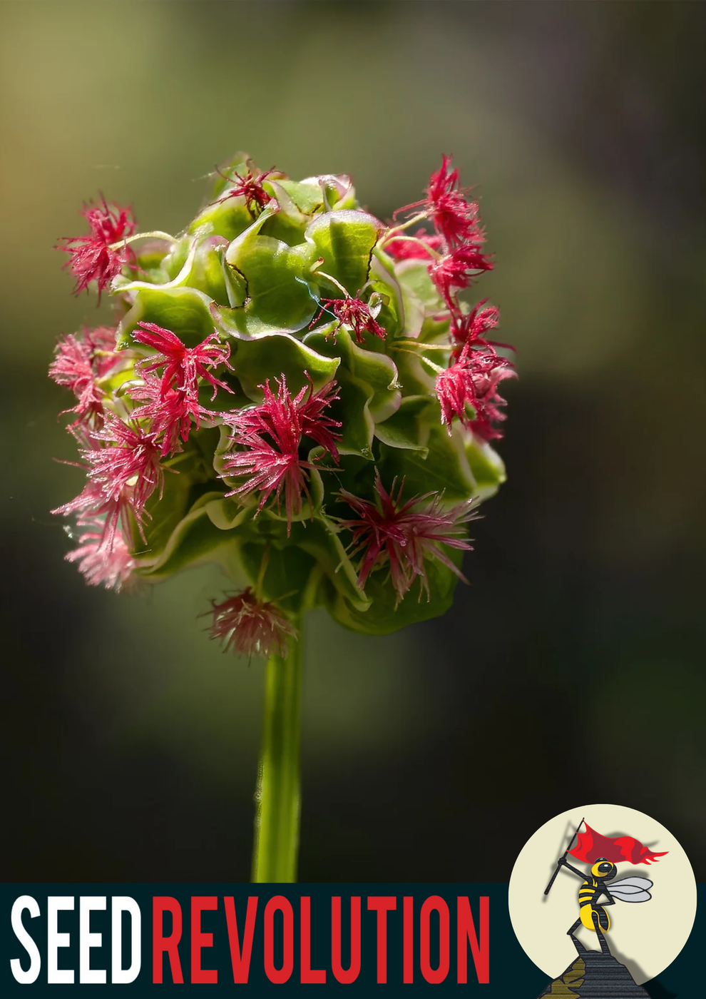 Salad Burnet Native Meadow Seeds – Seed Revolution